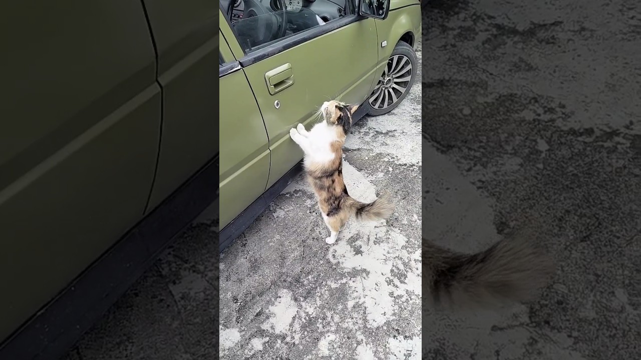 Cat car mechanic wants to help you to service your car.猫咪修车员帮你修理汽车。#cat ...