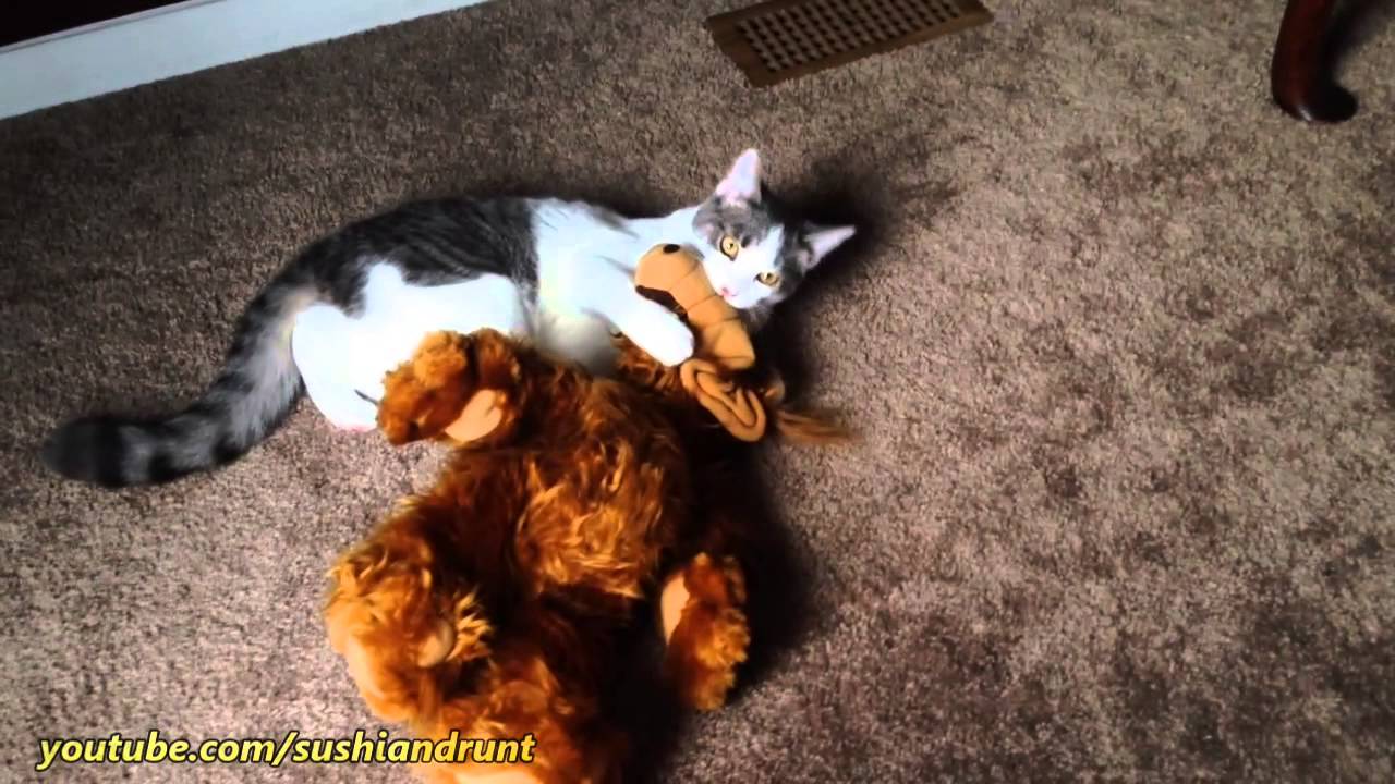 Cat plays with Alf the Alien - YouTube