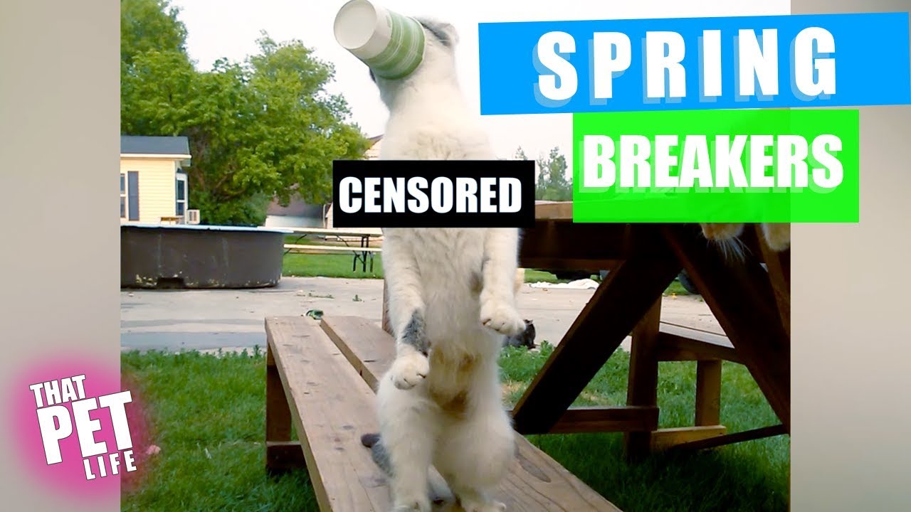 Animals Who Take Spring Break a Little TOO Far | Funny Pet Compilation ...