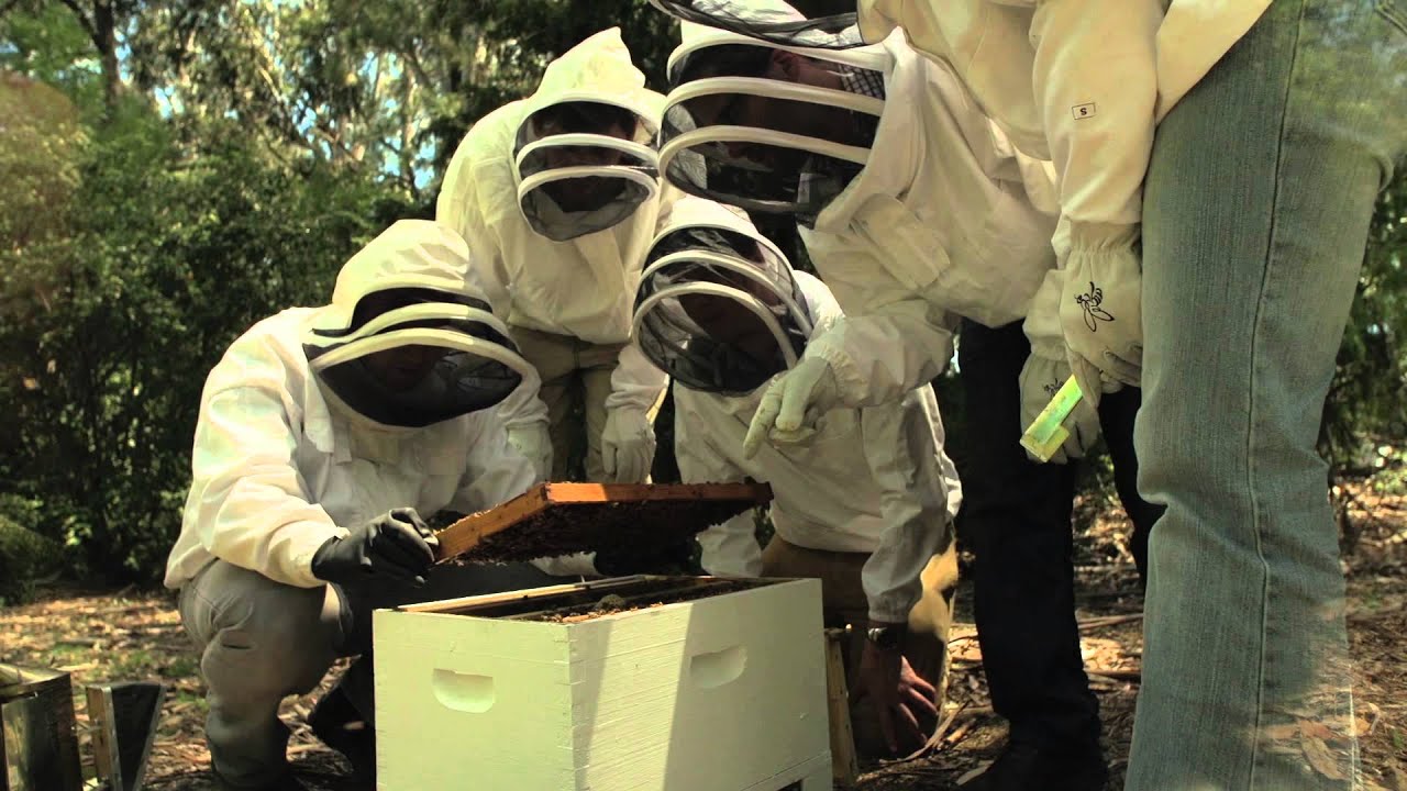 The Honey Trap YouTube