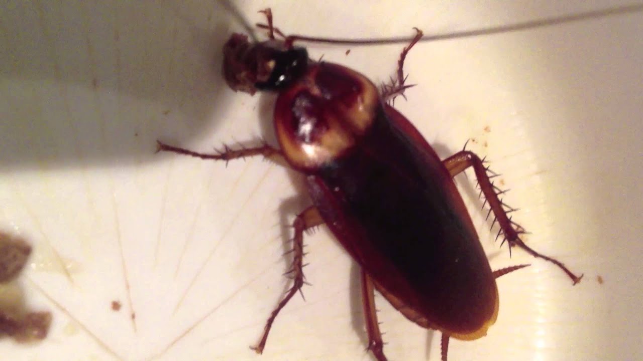 American Cockroach (Periplaneta americana) - YouTube