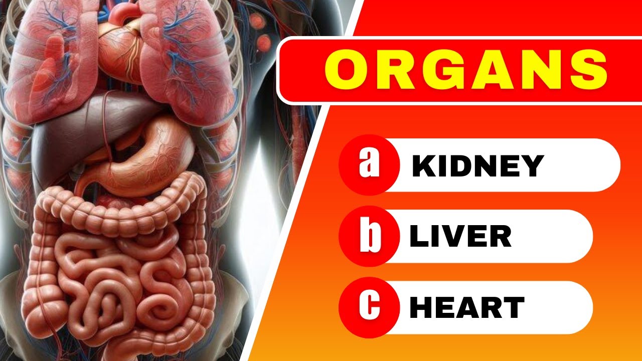 Guess the Body Parts🫀🫁 | Anatomy Challenge! - YouTube