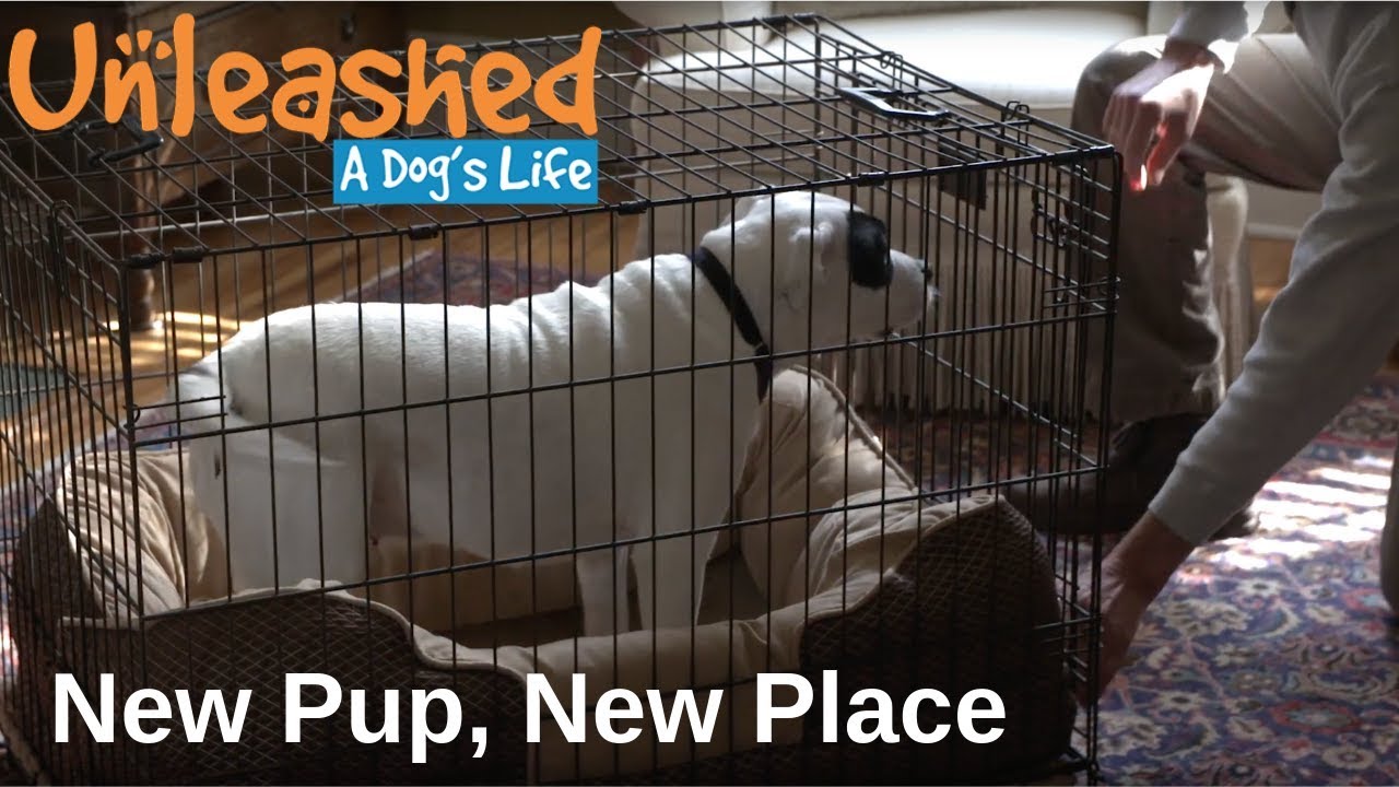 How To Bring A New Dog Home | Unleashed - YouTube