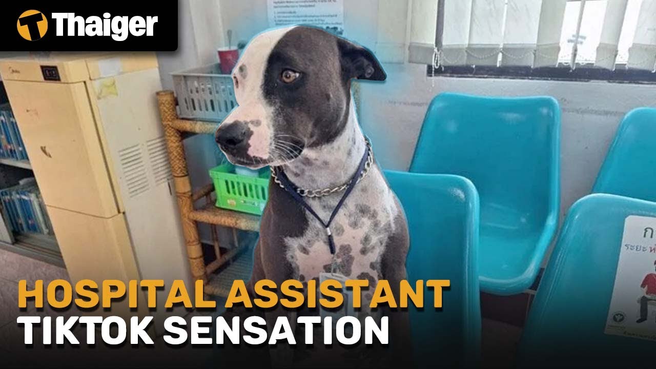 Thailand News | Buriram hospital’s dog becomes TikTok sensation as ...