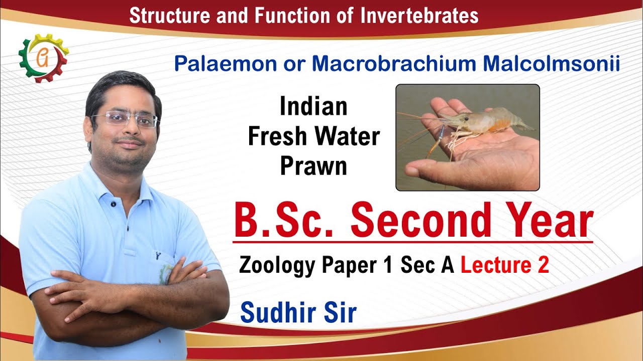 Palaemon | APPENDAGES Lecture 2 | B.Sc. Second Year Zoology | Structure ...