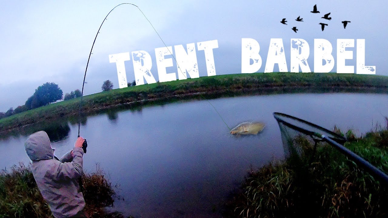 TRENT BARBEL FISHING AT COLLINGHAM - YouTube