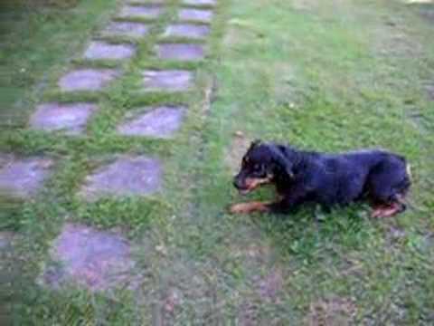 Paco & Preta - YouTube