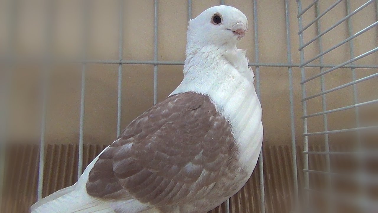 Pigeon Cravaté Turbit - Turbitmövchen - YouTube