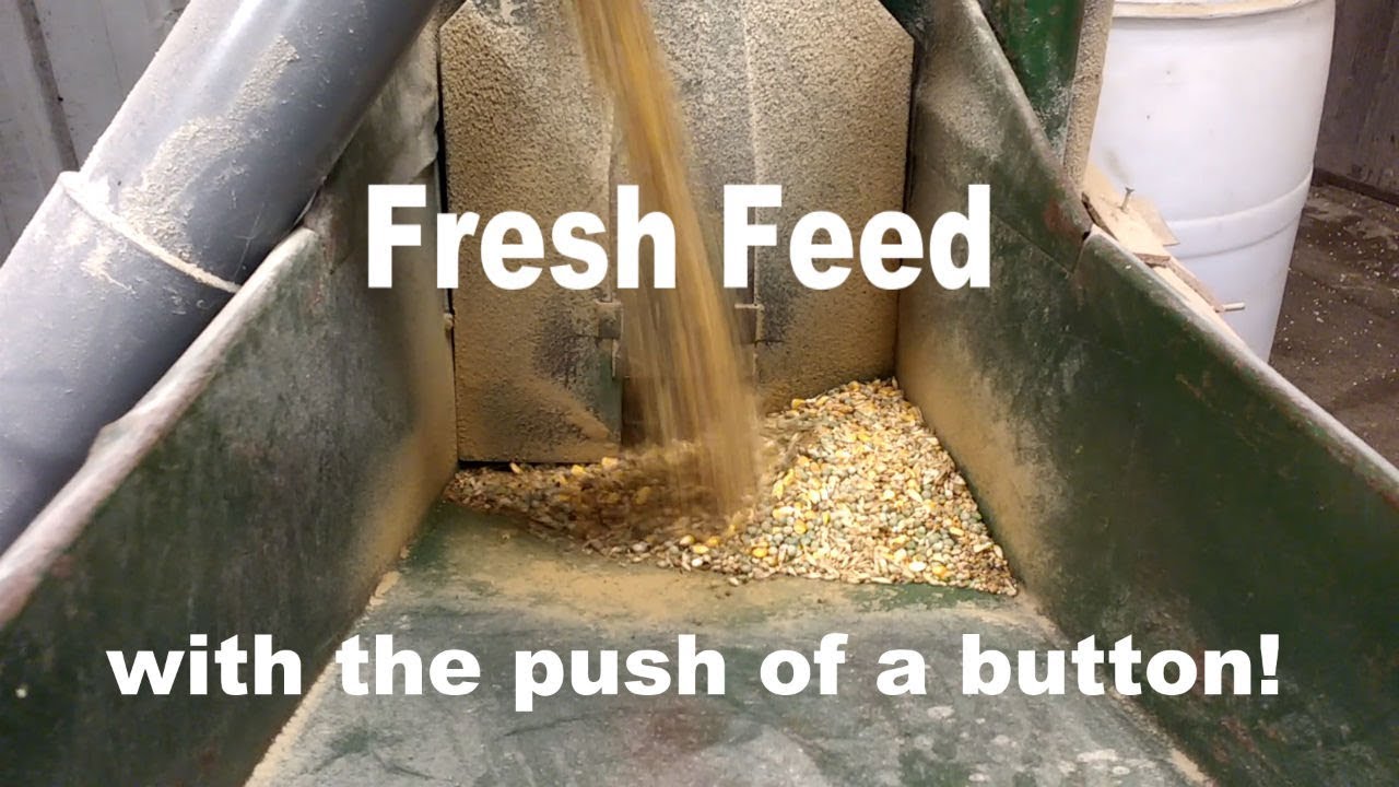 Fresh feed at the push of a button! - YouTube