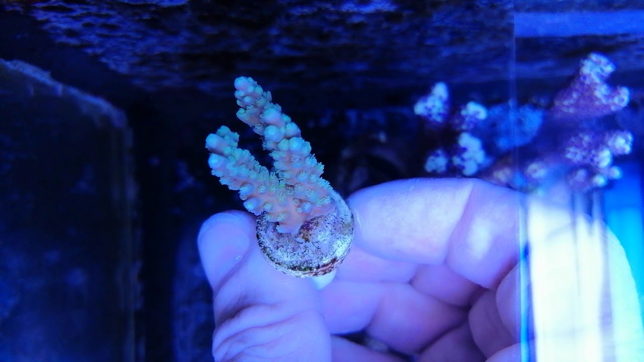 Acropora horrida-2 coral gandalf - YouTube