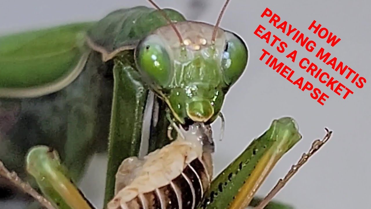 Praying Mantis Feeding Timelapse - YouTube