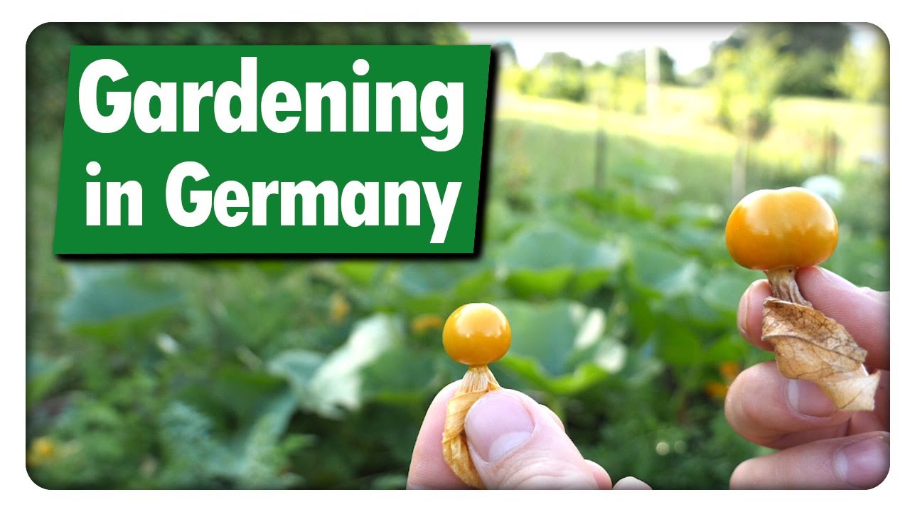 What can you grow in Germany? | Garden Tour August in Germany - YouTube
