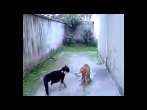 Küfür eden kedi.