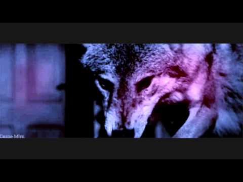 Awesome Wolf Gif Video