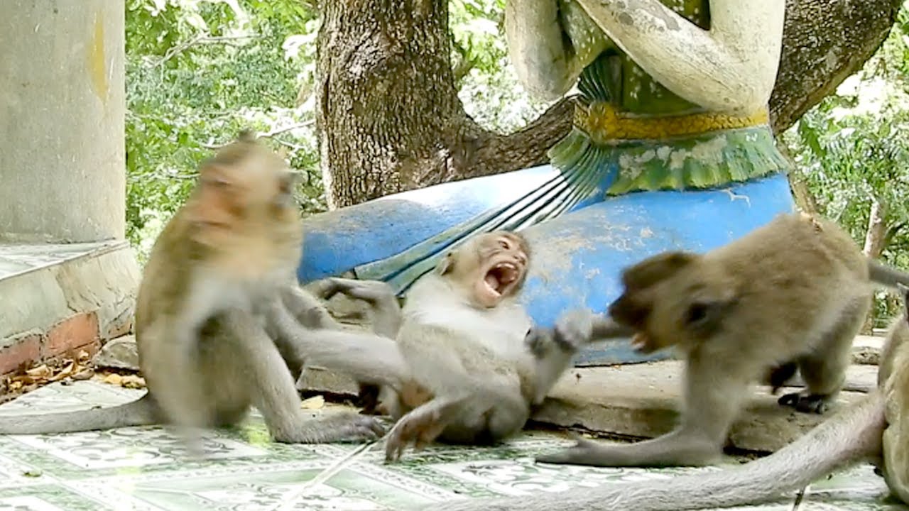 Monkey fight - YouTube