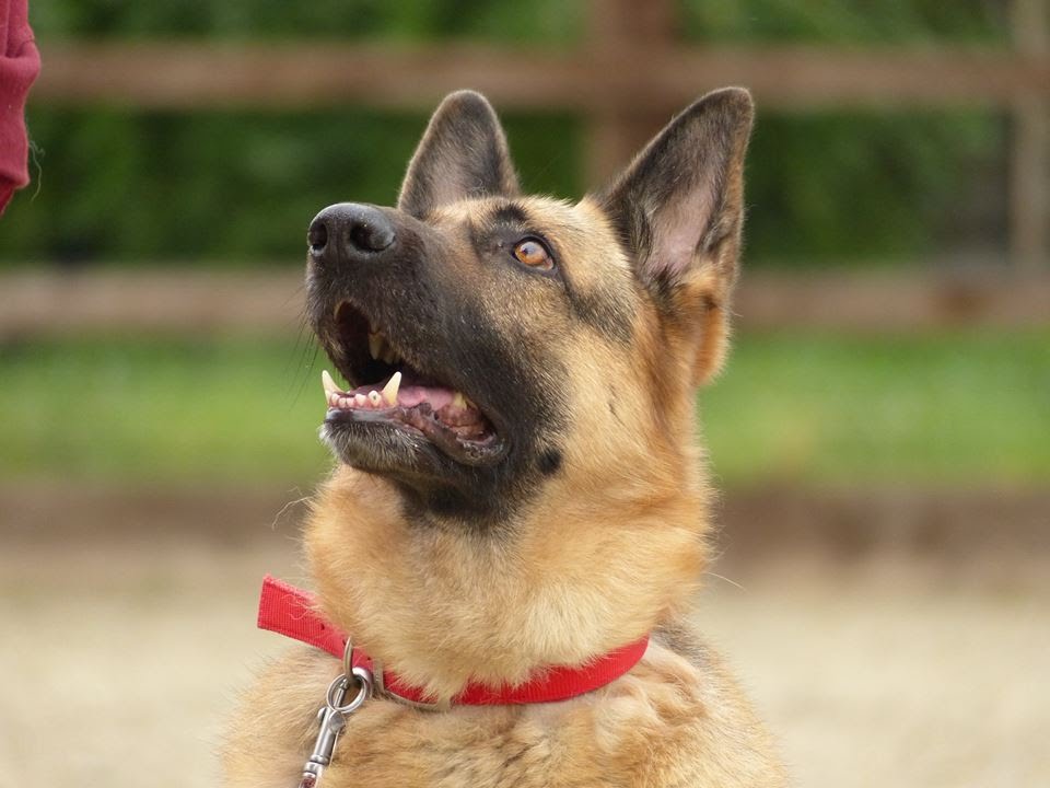 Sheba - German Shepherd - 2 Week Residential Dog Training - YouTube