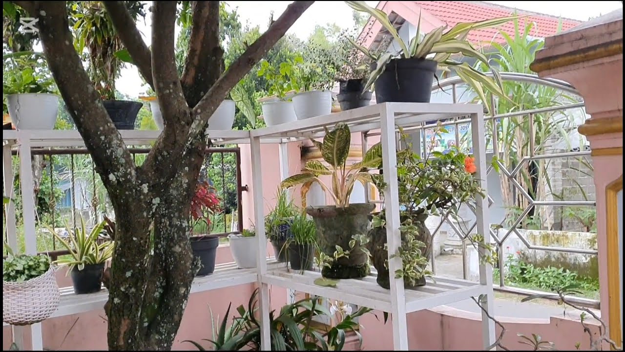 Review Tanaman Bunga Di Depan Rumah - YouTube