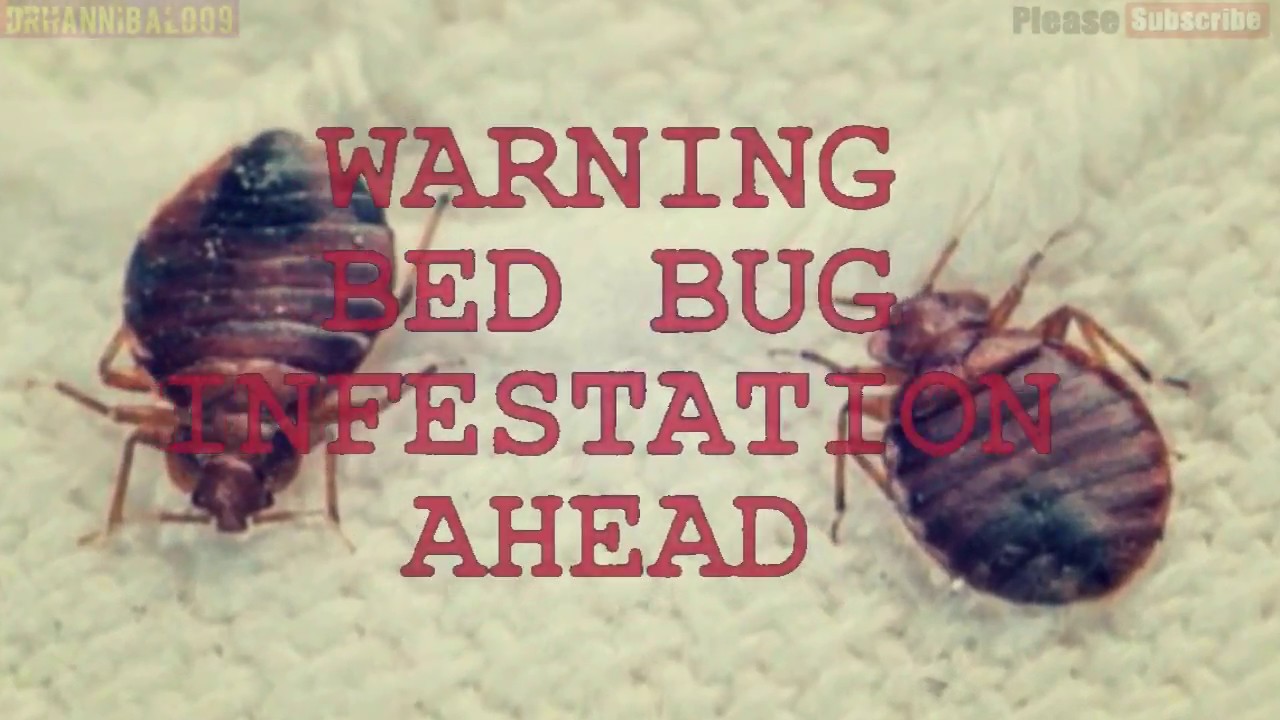 Worst Bed Bug Infestation Ever - YouTube