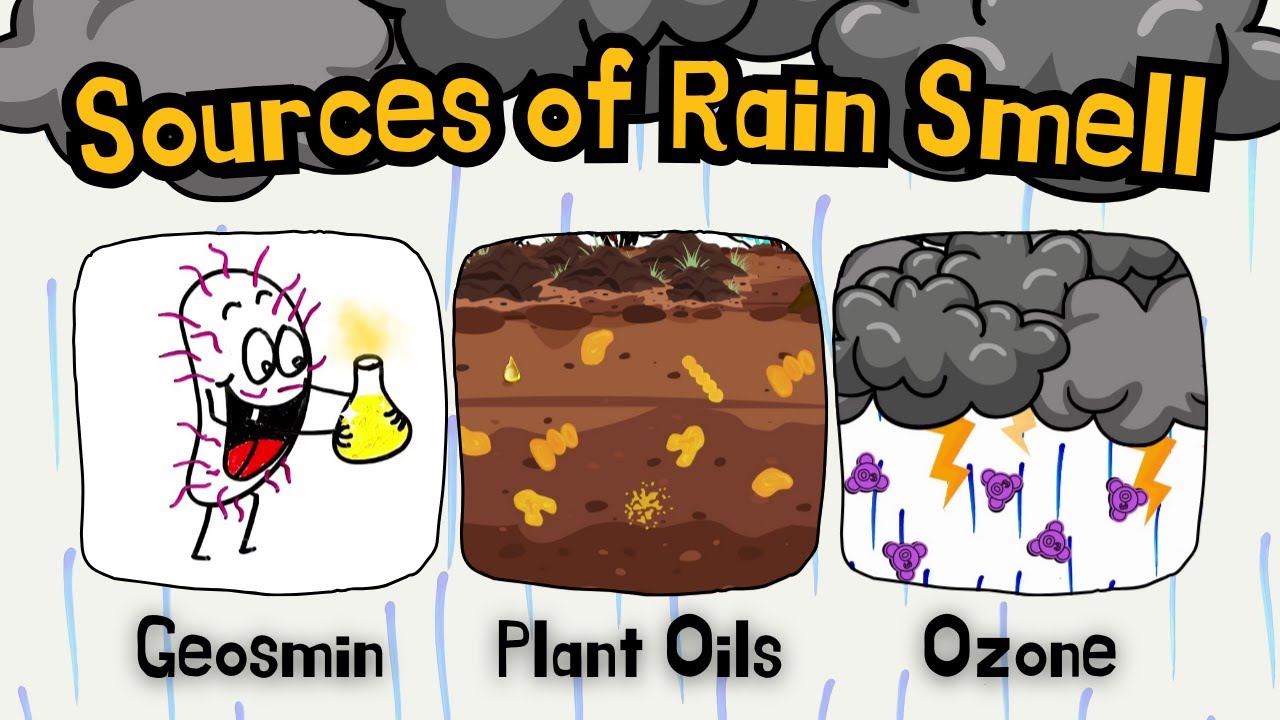Why Does Rain Smell So Good!? - YouTube