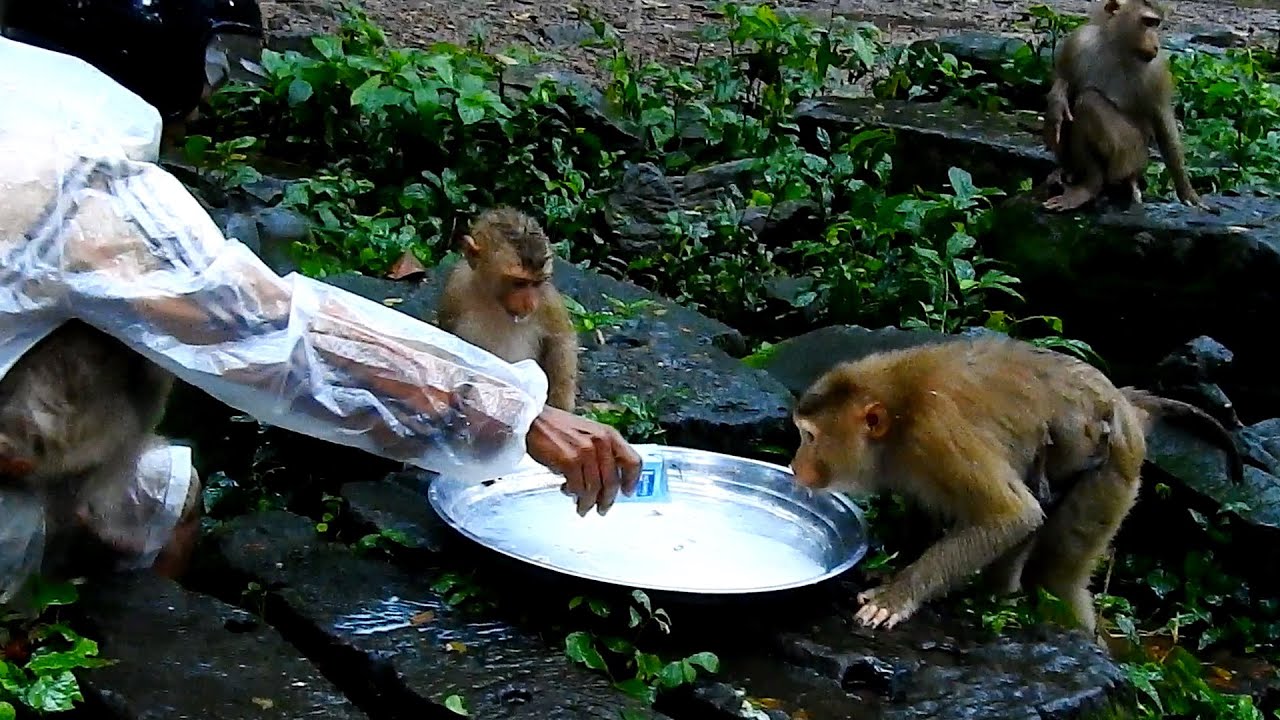 I try to lure Katrina & ask for Rainbow but rejects, baby will sleep with her tonight, Libby ...