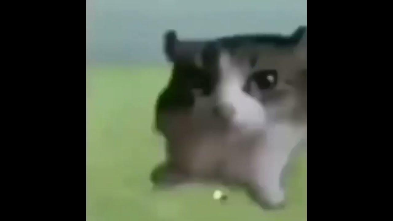 Cat Explodes Full Version Youtube