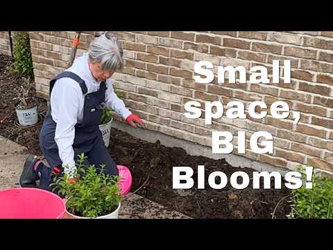 Small Space Garden? Plant up Bobo Hydrangeas & Pugster Blue Butterfly Bush for Months of Blooms