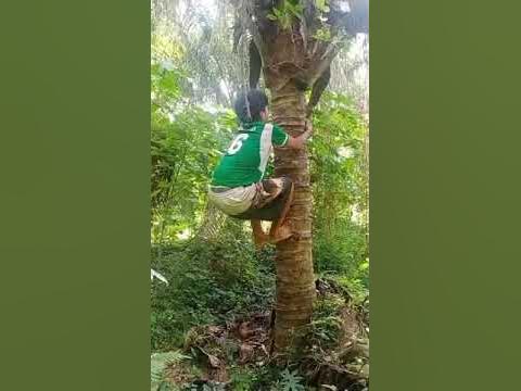 kawatan ug lubi😅😅 - YouTube