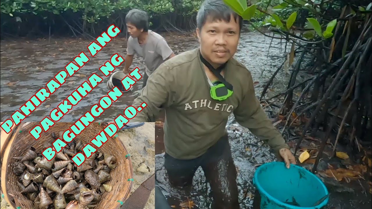 PAHIRAPAN ANG PAGKUHA NG DAWDAO AT BAGUNGON (HORN SNAIL).PAANO AT SAAN ...