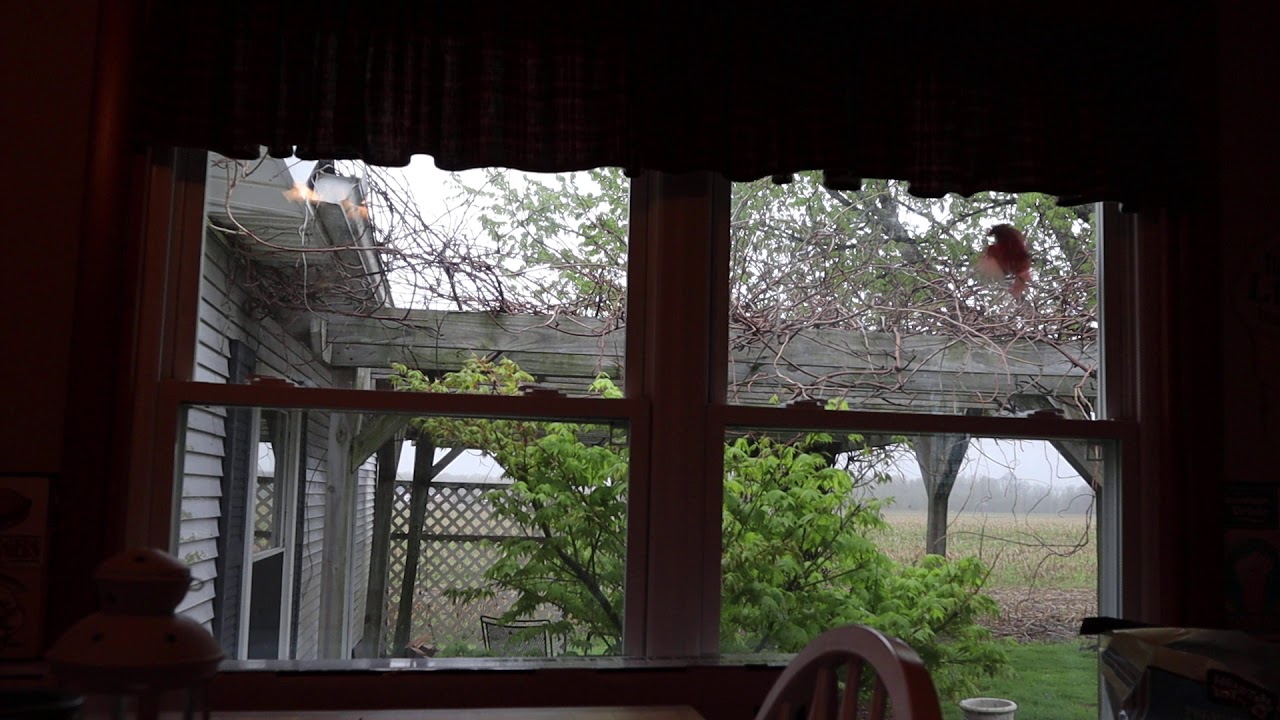 Crazy Bird Smashing Into Window - YouTube