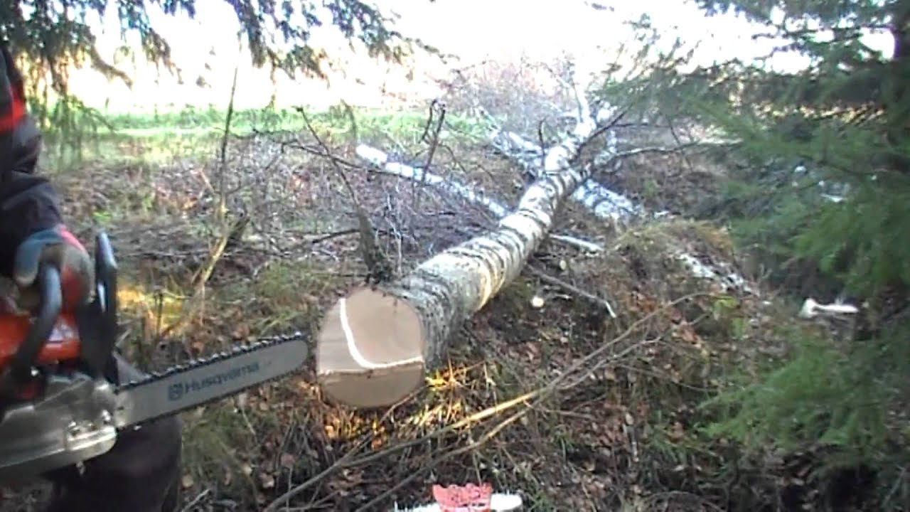 working in the woods - YouTube