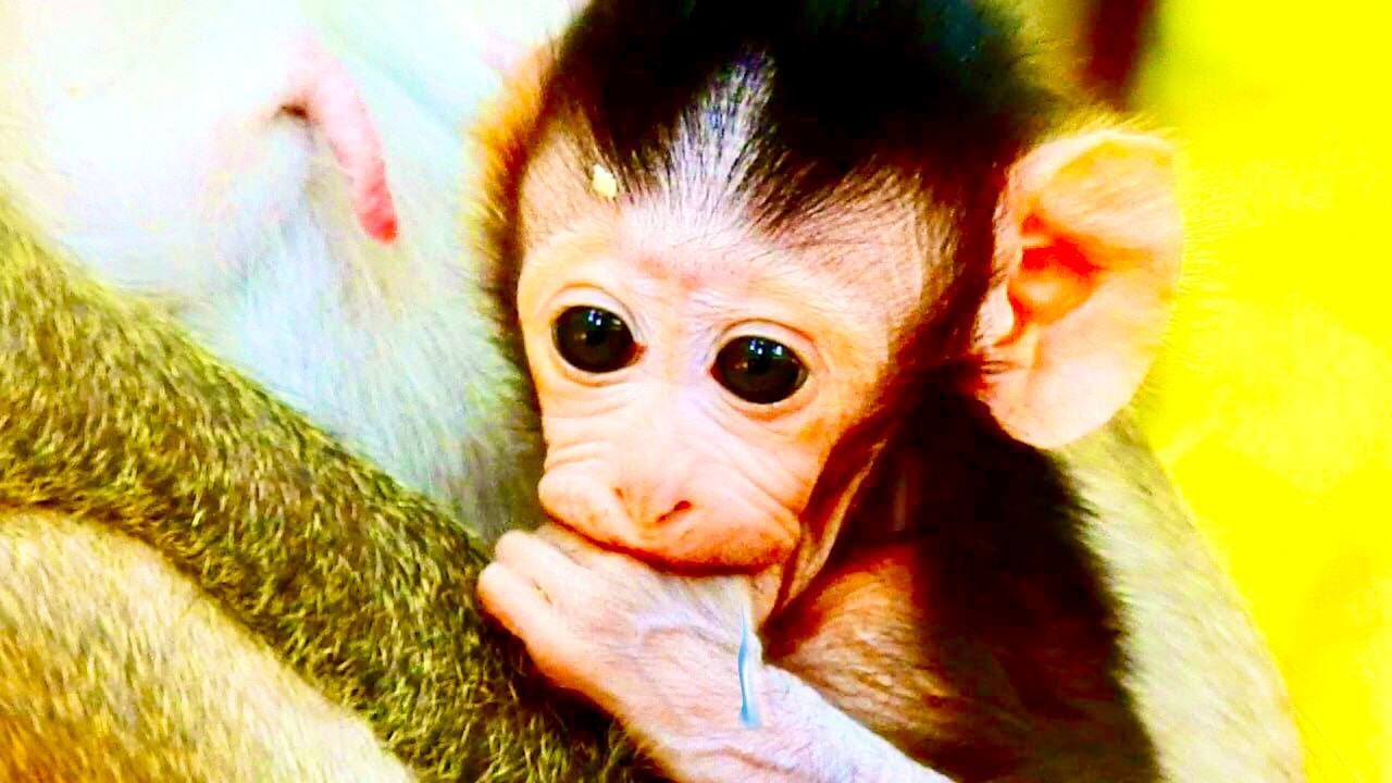 So cute baby monkey funny paly attention - YouTube