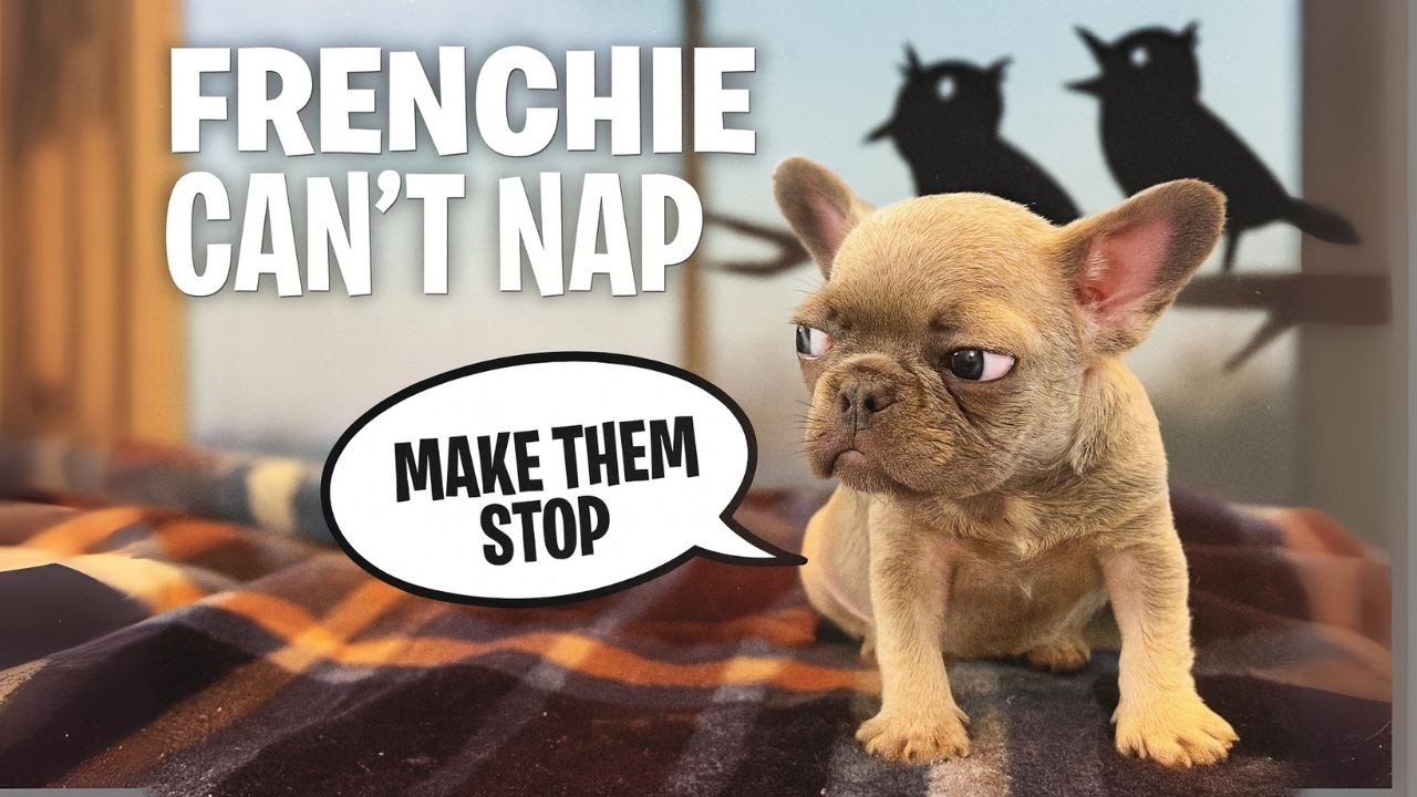 Tiny Frenchie Cries: ‘How Can I Nap With These Birds Screaming?!’ 🐾🤣 ...