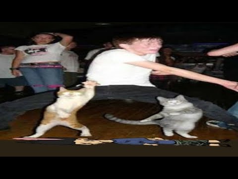 Miss. Rabbit has fainted// Meme - YouTube