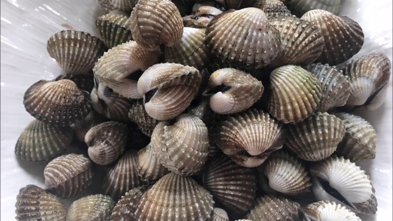 วิธีการล้างหอยแครง How to clean The Cockles - YouTube