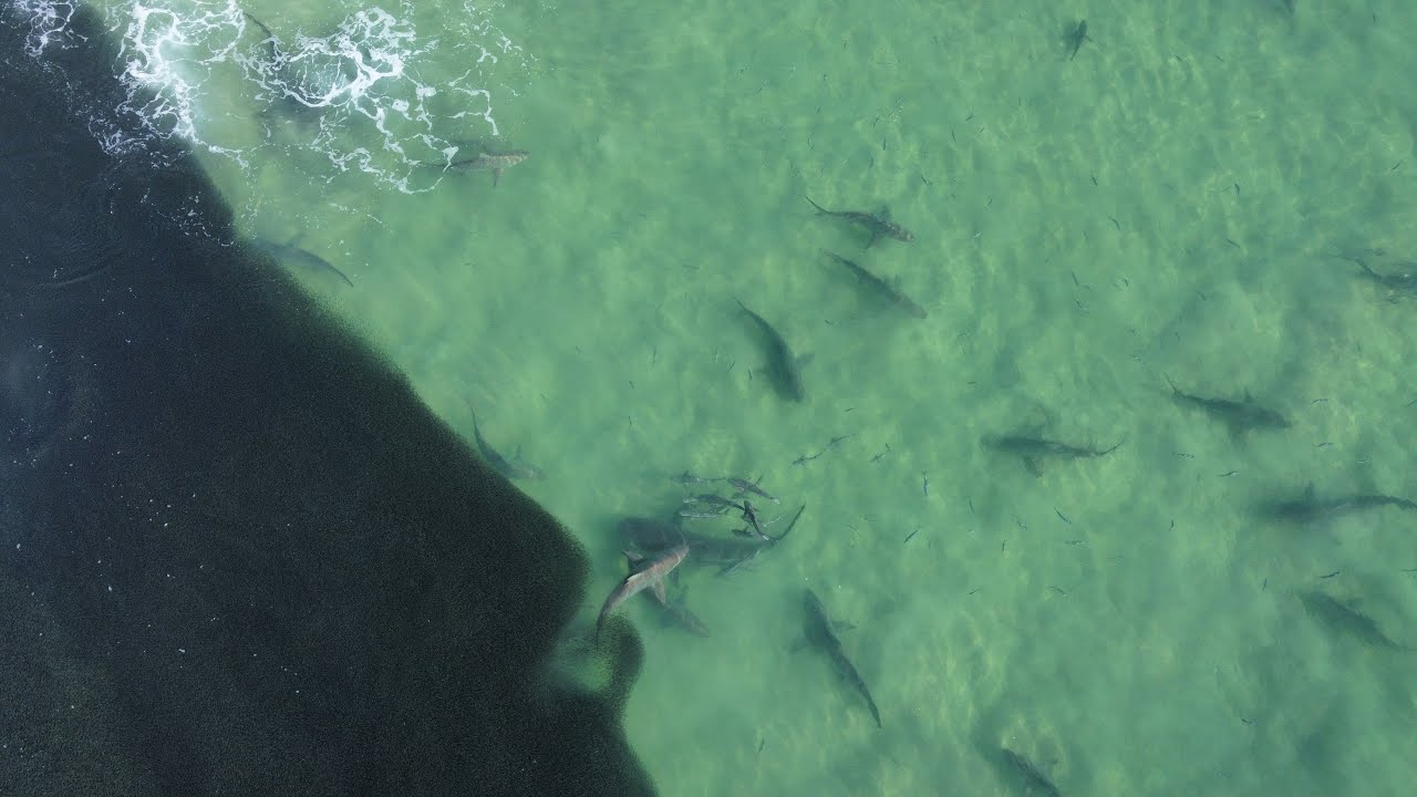 Shark feeding frenzy Sunshine Coast, QLD - YouTube