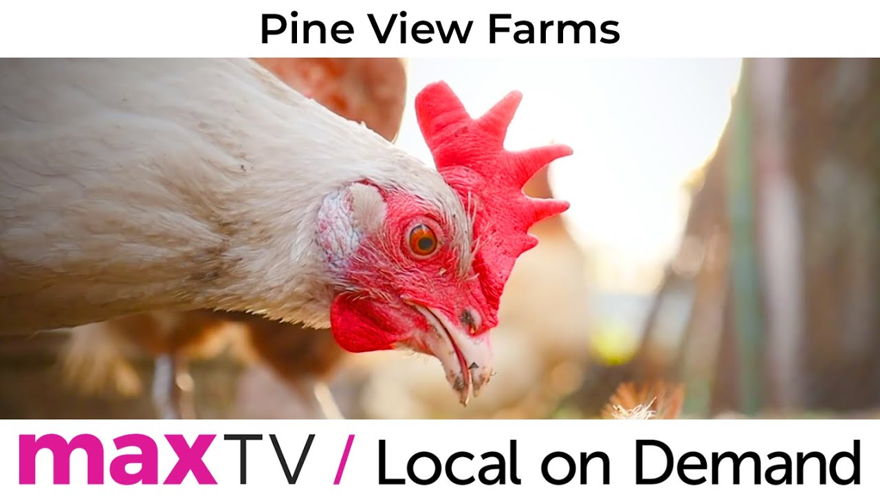 Pine View Farms - SaskTel maxTV Local on Demand - YouTube