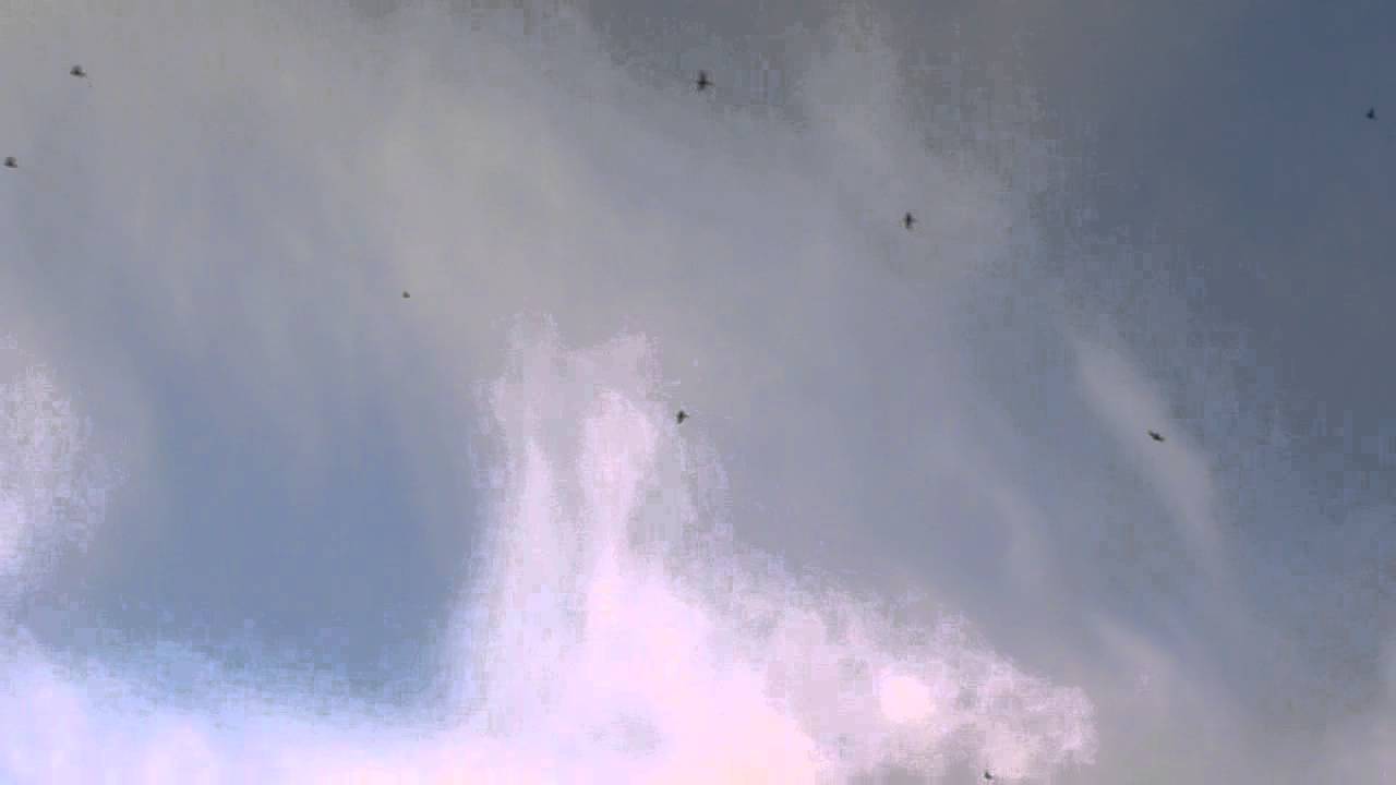 fieldfare flock overhead in loch an iuir - YouTube