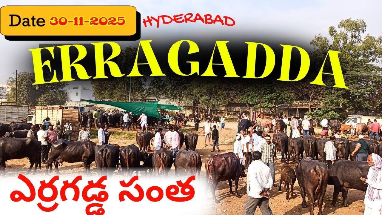 ఎర్రగడ్డ ఆదివారం గేదెల సంత || Erragadda Cattle Market || Erragadda ...
