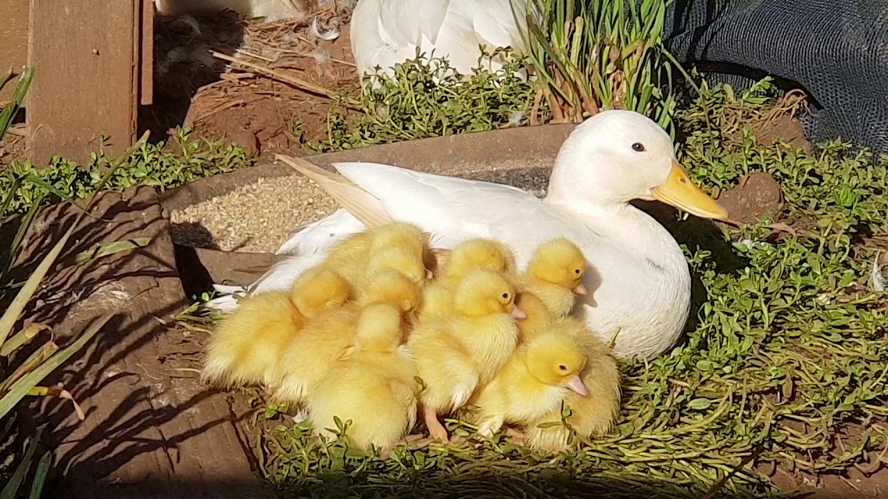 Call ducklings - YouTube