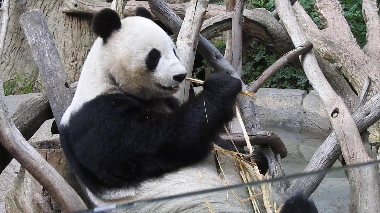 Panda Bai Yun at San Diego Zoo - YouTube