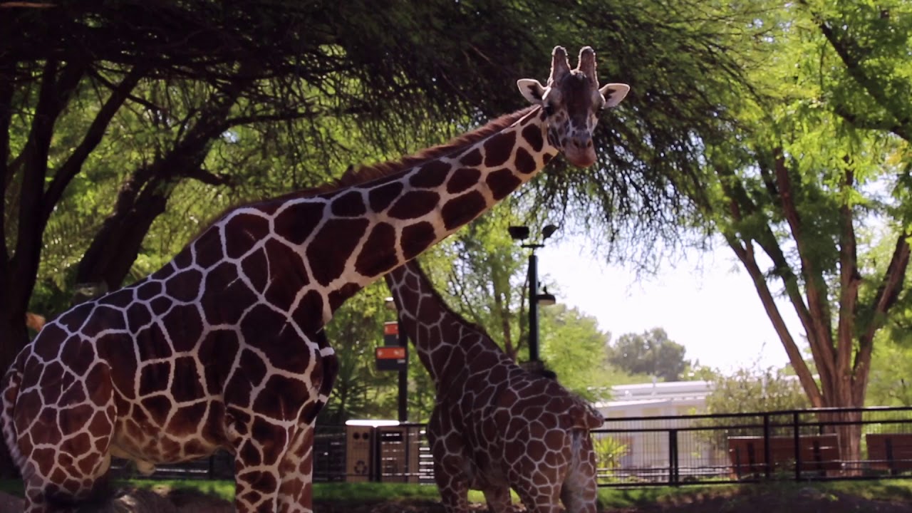 A Moment With the Giraffes - YouTube