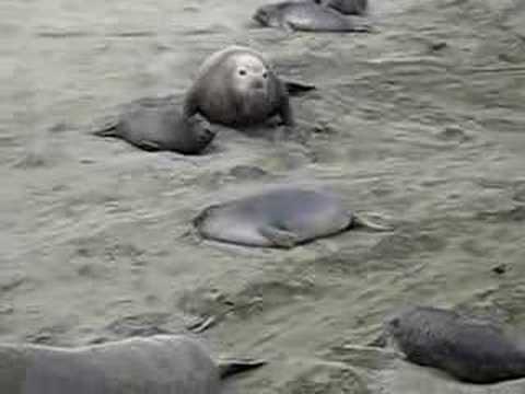 Elephant Seals Mating Season