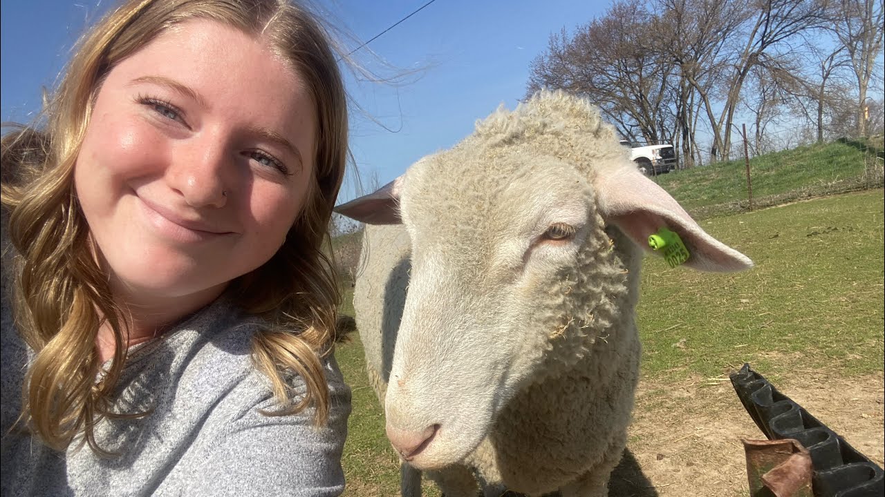 Duck, Duck, Sheep? - YouTube