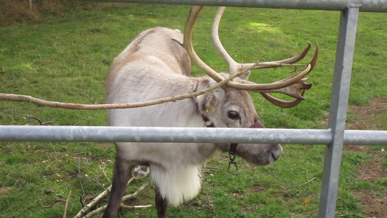 Enrichment for a rutting reindeer bull - YouTube