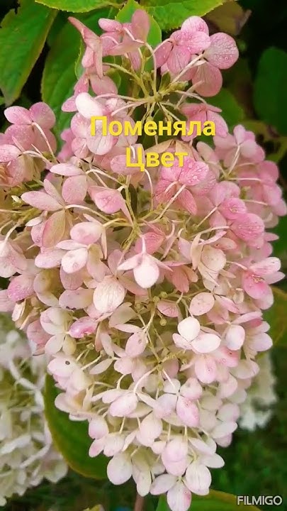 Гортензия 🌸5 лет🌸МЕТЕЛЬЧАТАЯ гортензия 🌸в августе#лето2024 #цветы # ...