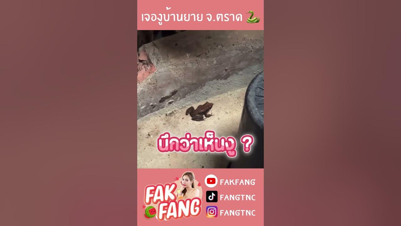 เที่ยวบ้านยายเจองู 🥹🐍 #fakfang #งู #ฟักแฟง - YouTube