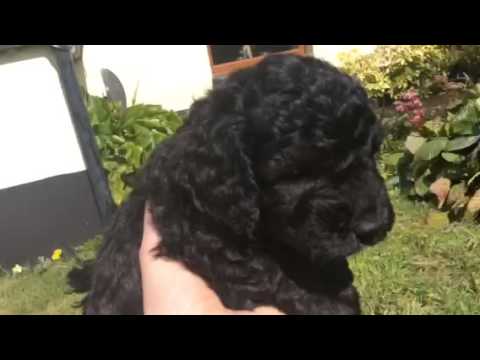 Black Cockapoo puppy girl - YouTube