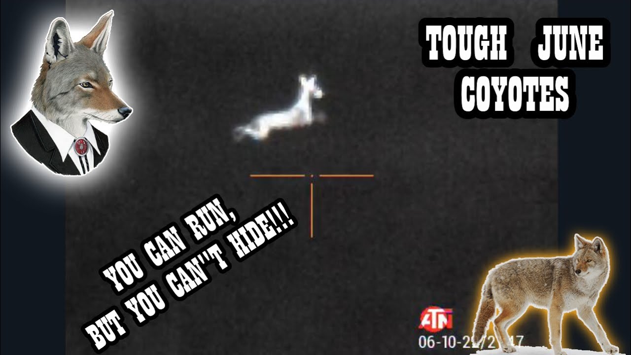 June Coyotes Are Tough - YouTube