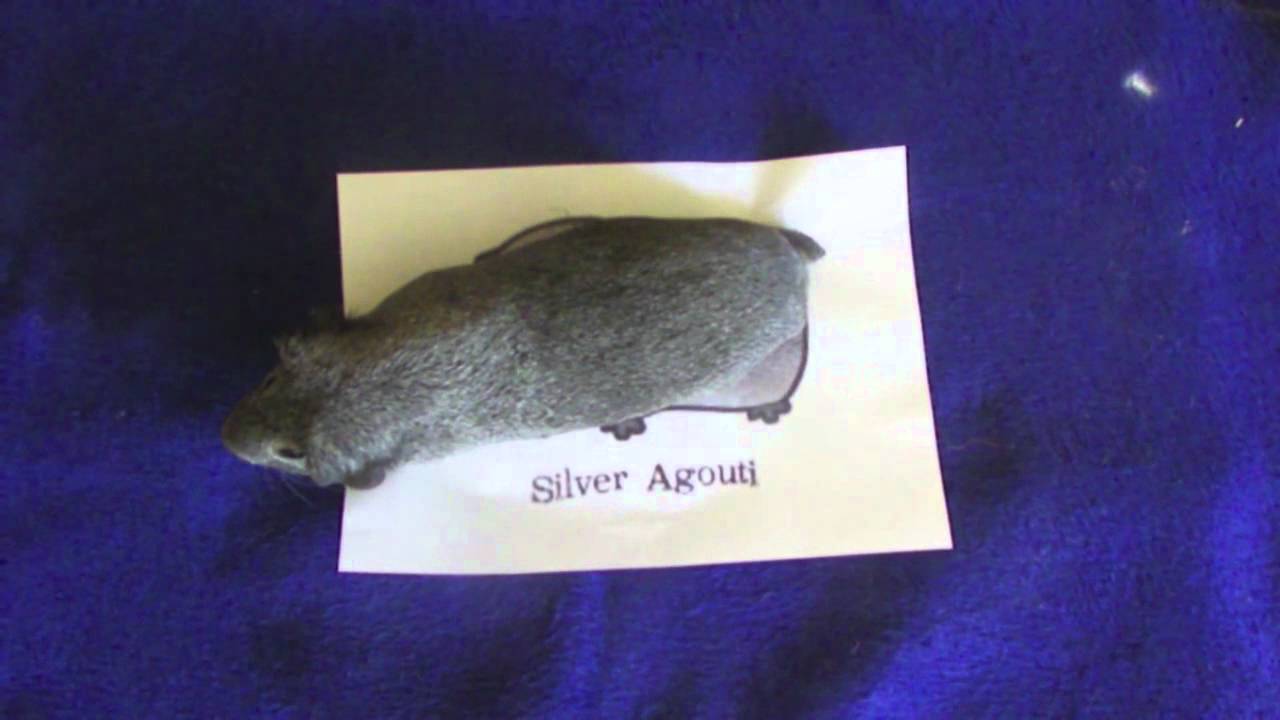 Silver Agouti Guinea Pig - YouTube