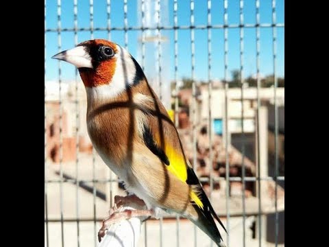 Kicau Burung Himalayan Goldfinch - YouTube